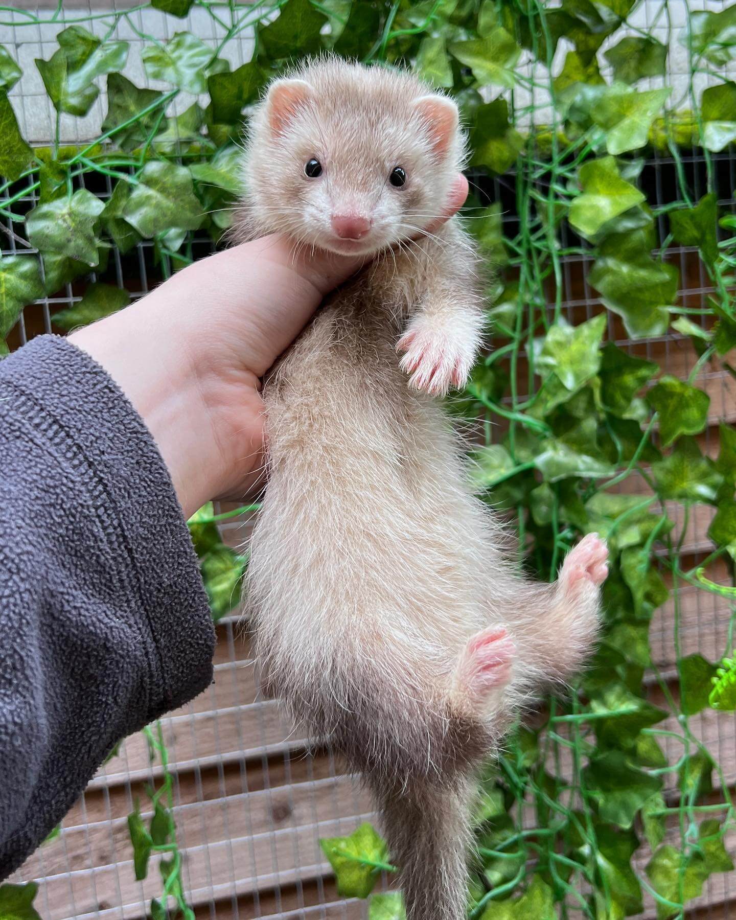 Affectionate Pet Ferrets For Sale | Meddlers Ferretery