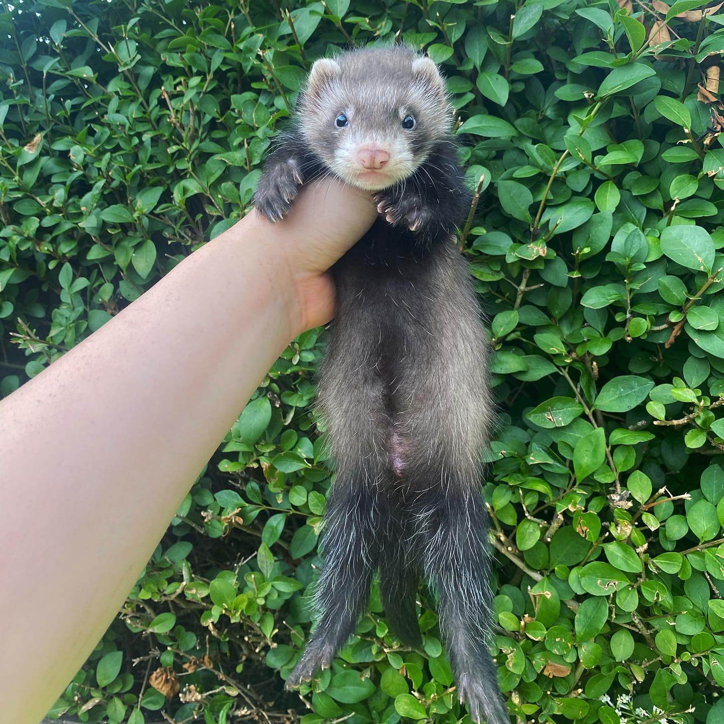 Ferret for sale! 100% Healthy And 100% Trained!