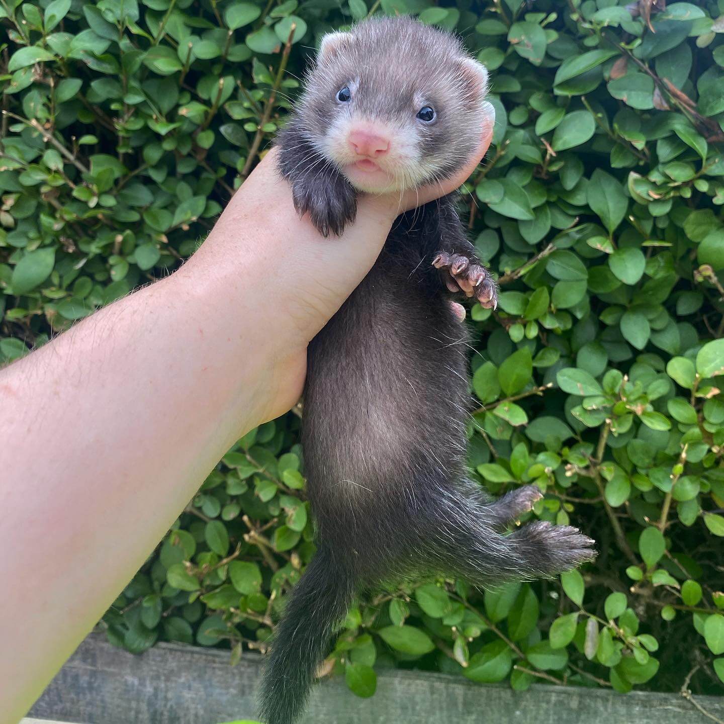 Affectionate Pet Ferrets For Sale | Meddlers Ferretery