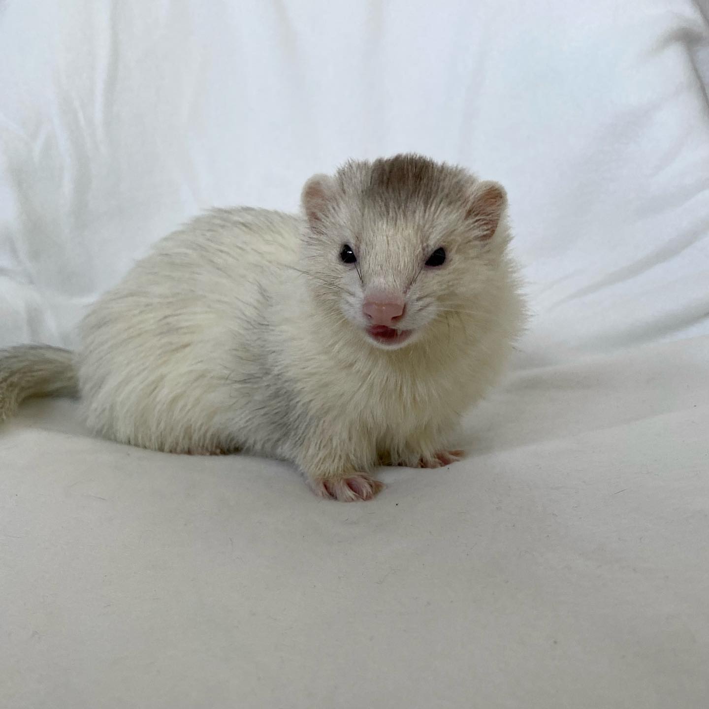Ferret for sale! 100% Healthy And 100% Trained!